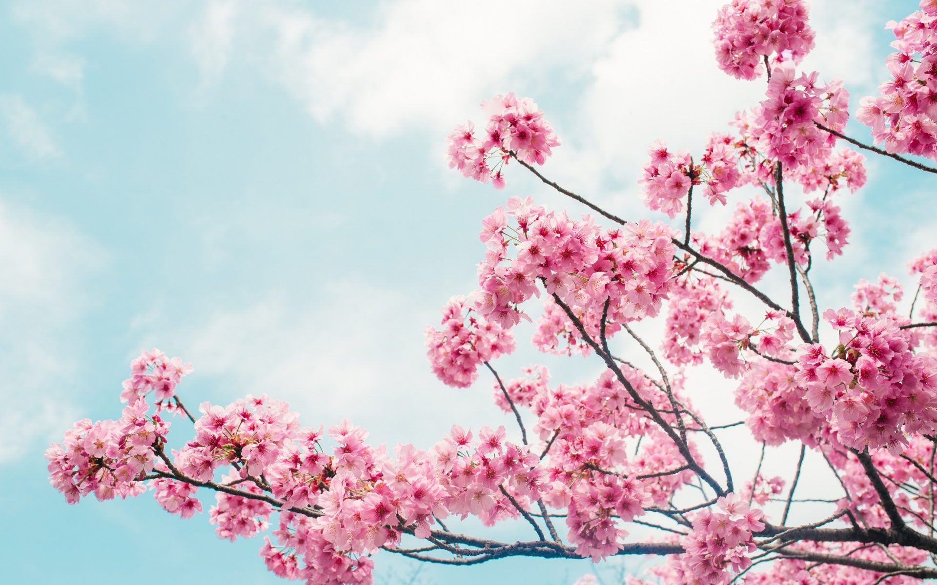 Notre sélection des plus beaux arbres à fleurs pour vous